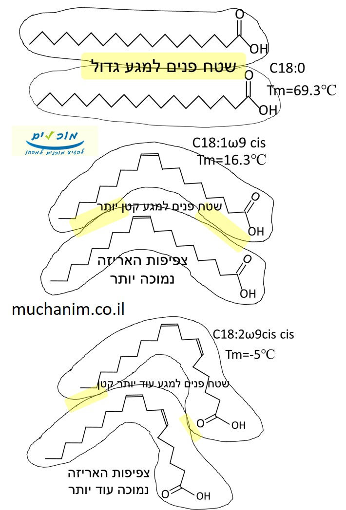 חומצות שומן – מוכנים